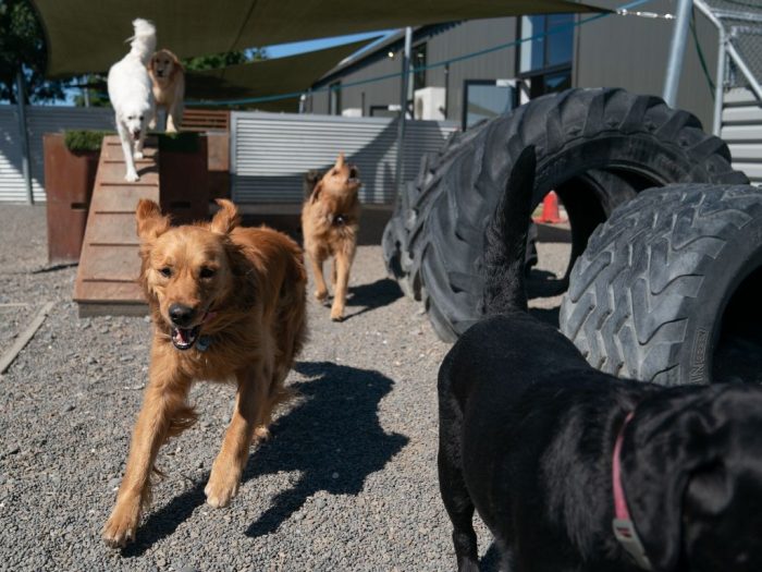 Everything Dog | Complete Care for Your Dog